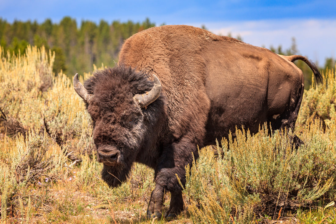 Flora and Fauna - WAYNE L. NEWLAND PHOTOGRAPHY